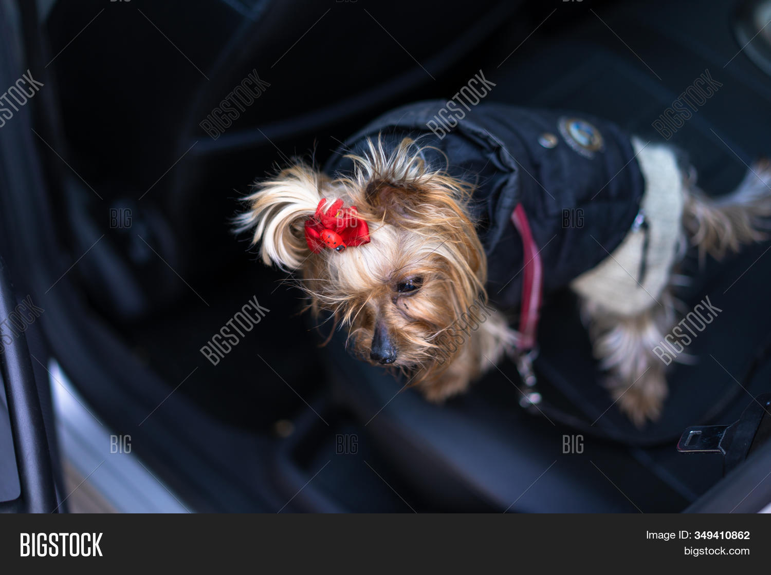Yorkshire Terrier Image & Photo (Free Trial) | Bigstock