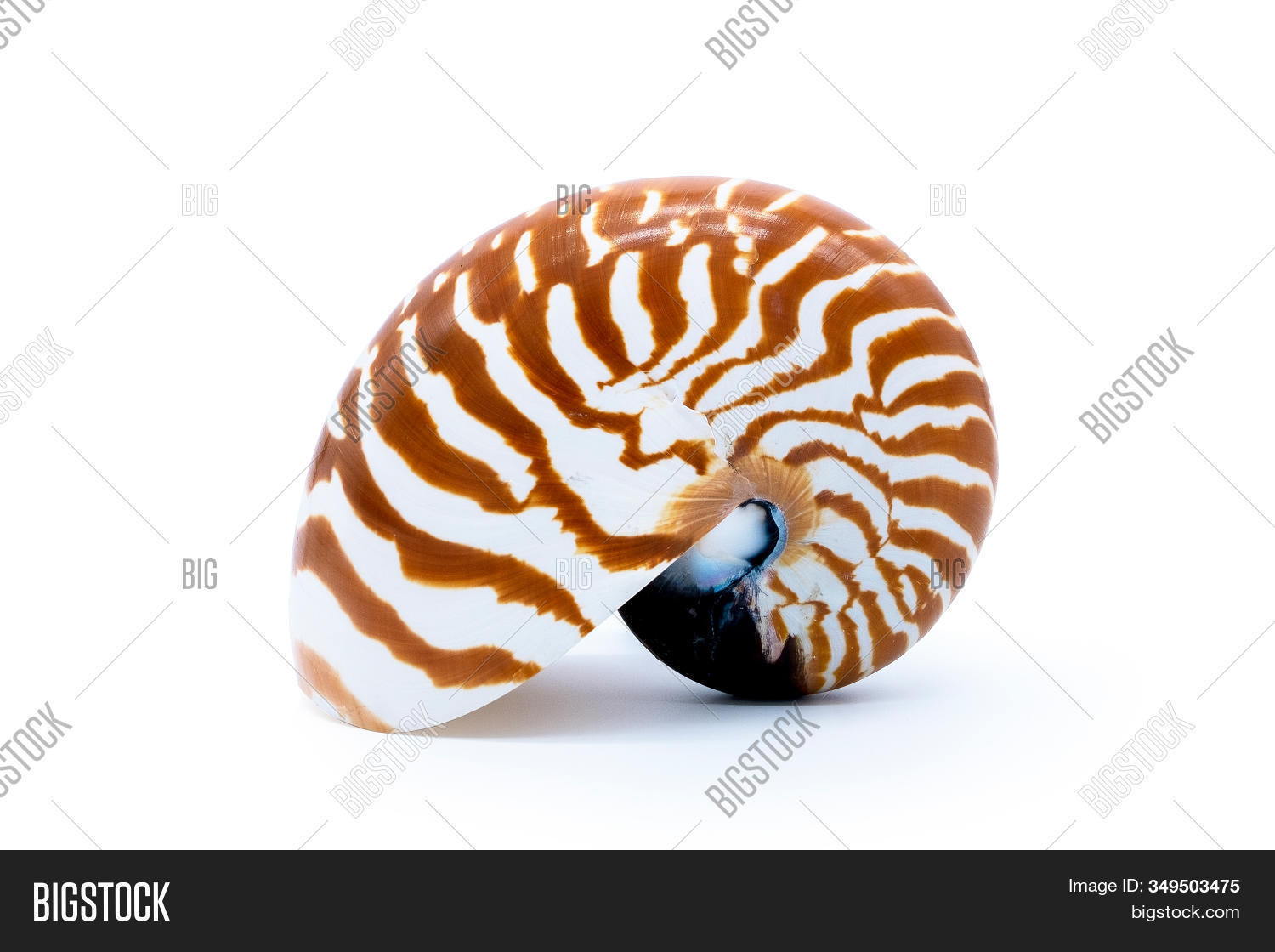 Large Striped Shell Image & Photo (Free Trial) | Bigstock