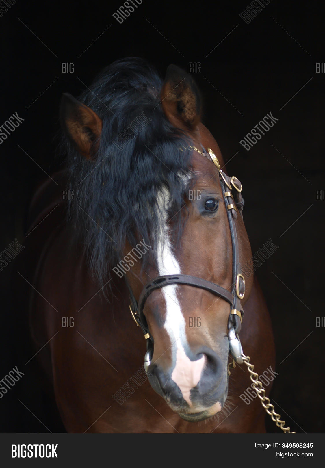 Head Shot Bay Welsh Image & Photo (Free Trial) | Bigstock