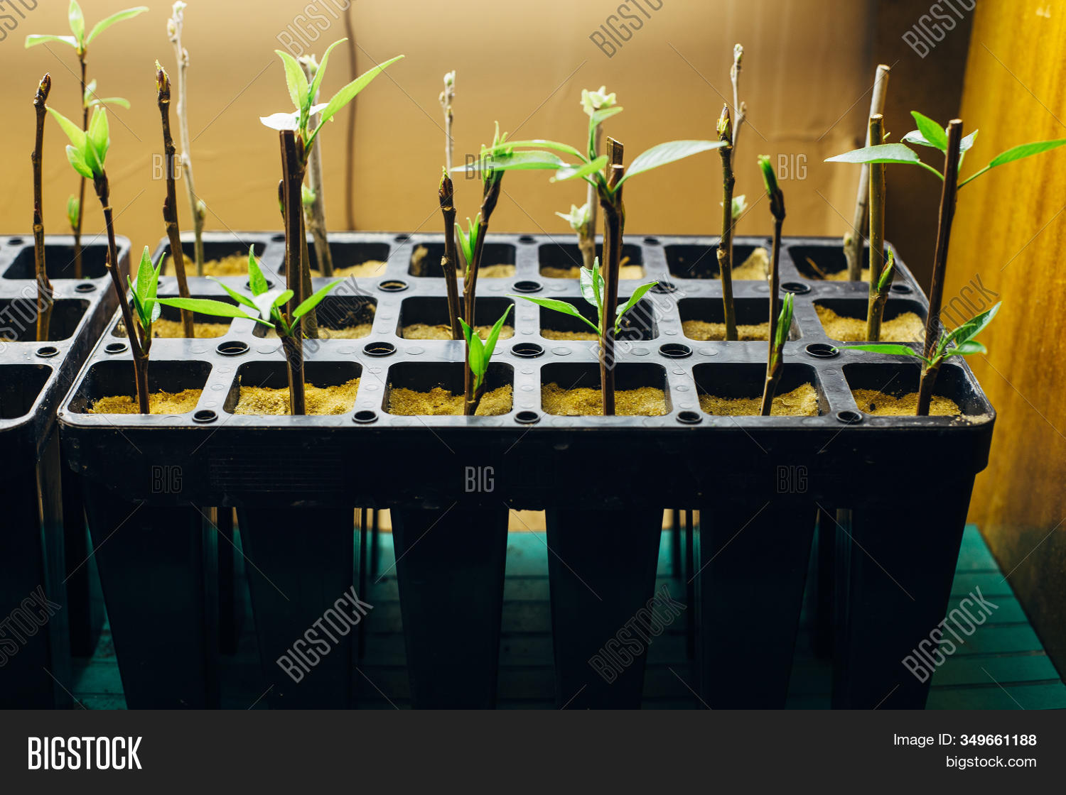 Poplar Seedlings, Image & Photo (Free Trial) | Bigstock