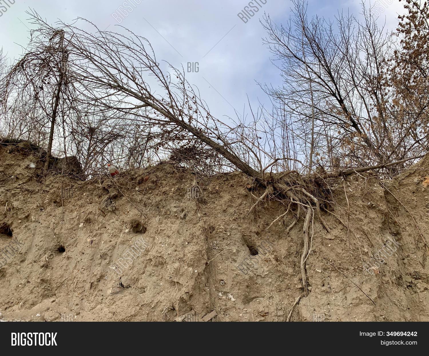 Root System Excavated Image & Photo (Free Trial) | Bigstock