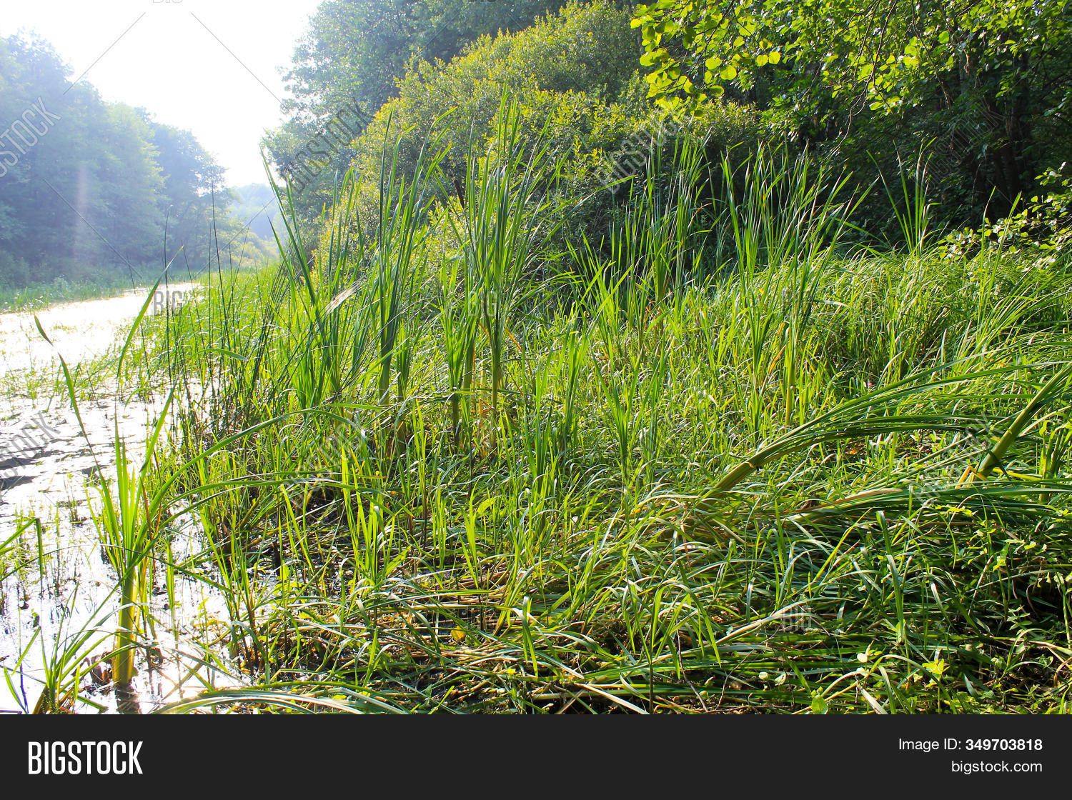 Aquatic Plants Swamp. Image & Photo (Free Trial) | Bigstock