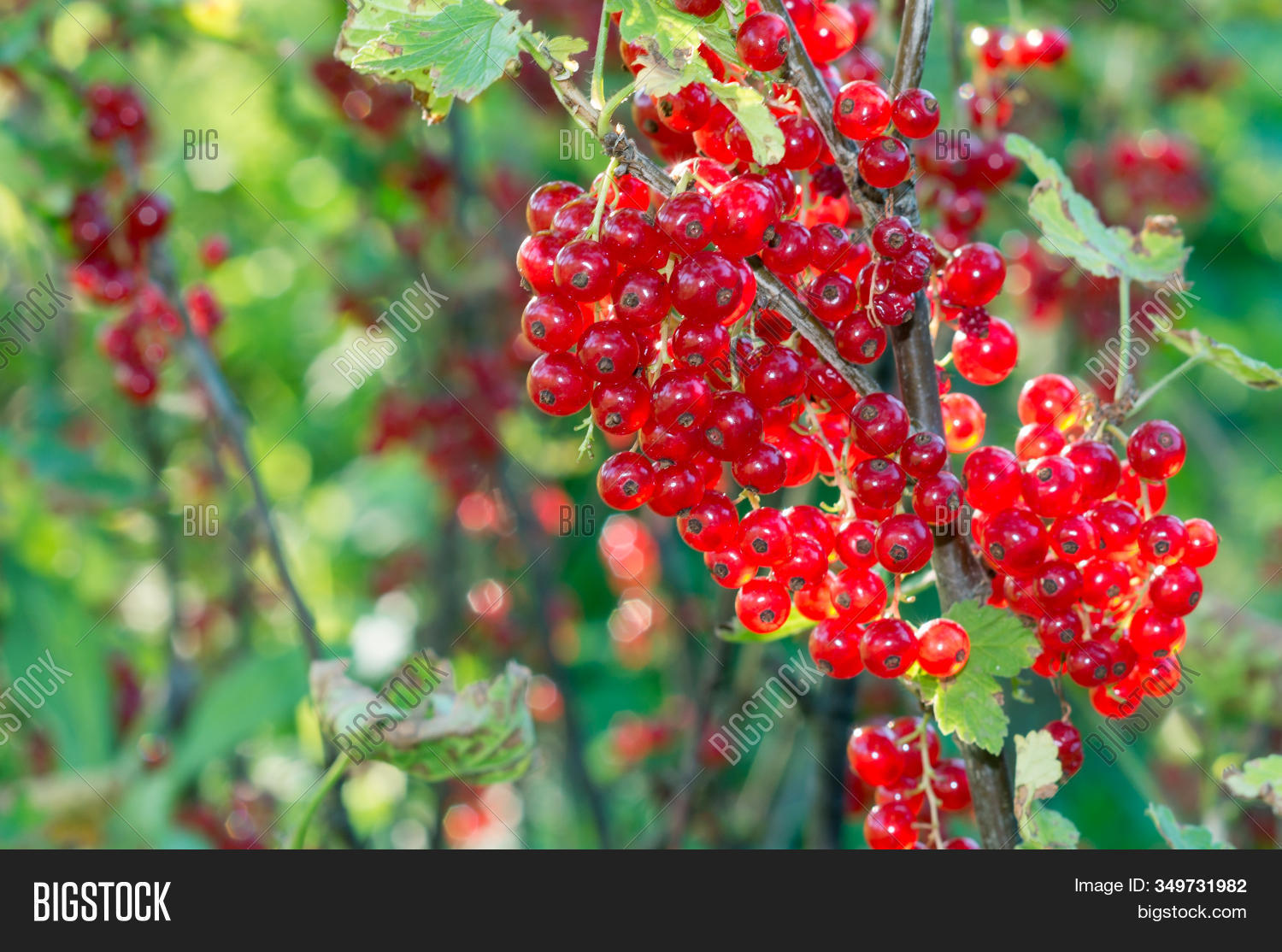 Red Currants - Red Image & Photo (Free Trial) | Bigstock