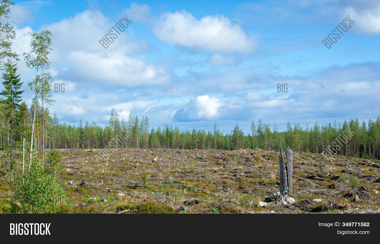 Finnish Forest. Image & Photo (Free Trial) | Bigstock
