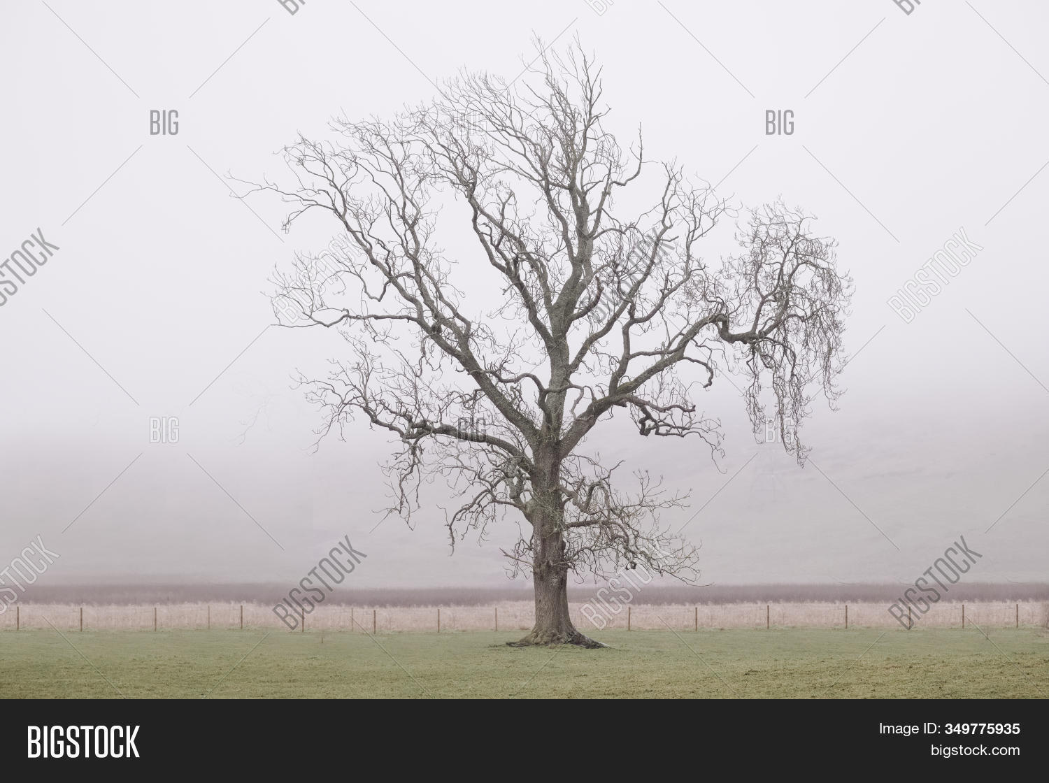 Lone Tree White Winter Image & Photo (Free Trial) | Bigstock