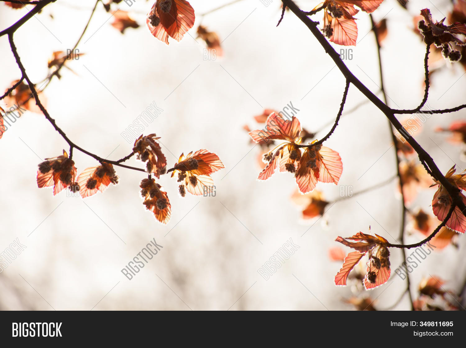Spring Maple Chestnut Image & Photo (Free Trial) | Bigstock