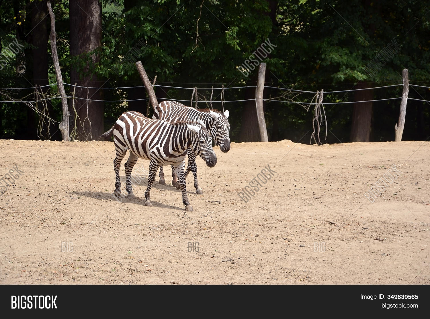Two Zebras Local Zoo Image & Photo (Free Trial) | Bigstock