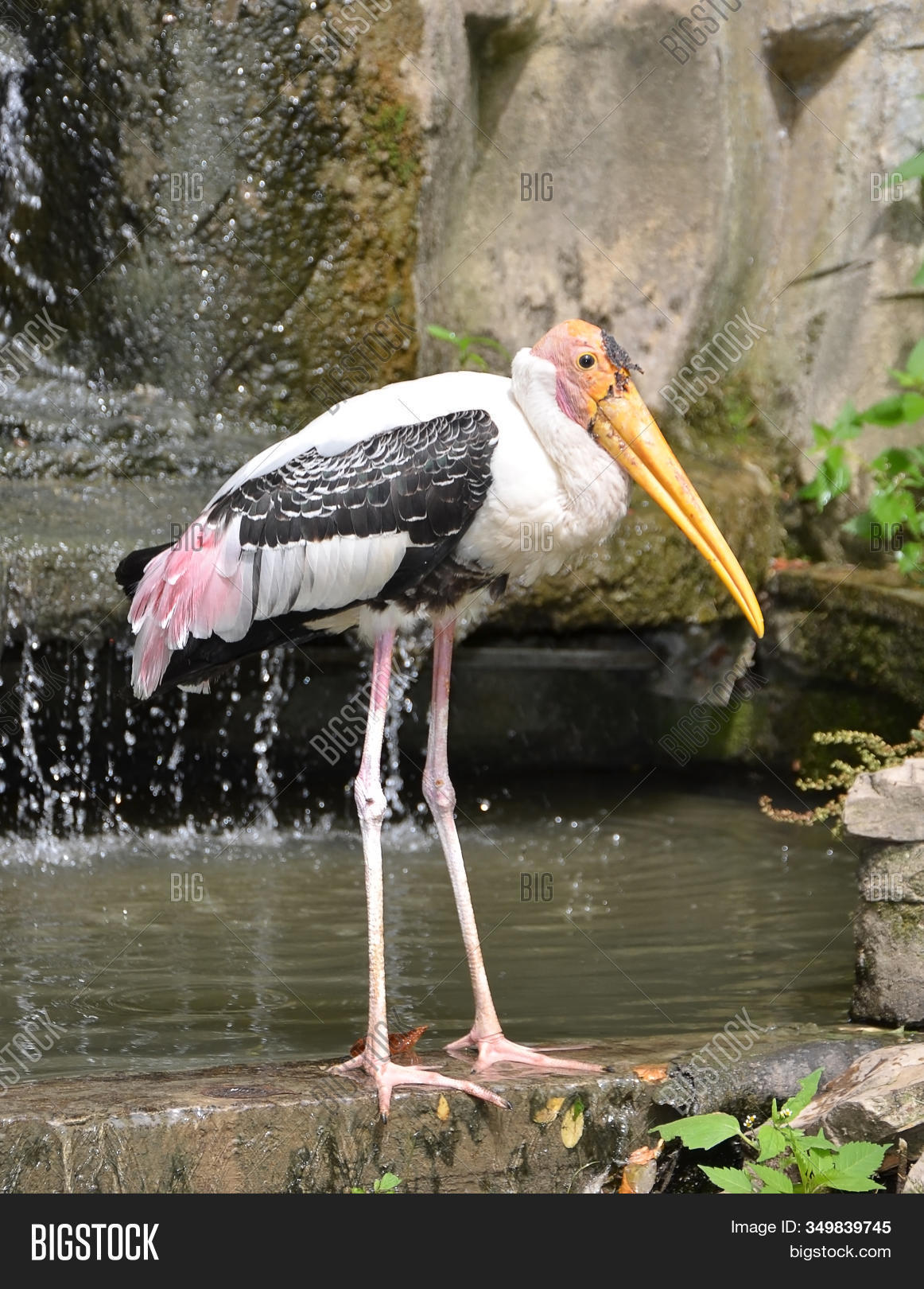Standing Painted Stork Image & Photo (Free Trial) | Bigstock