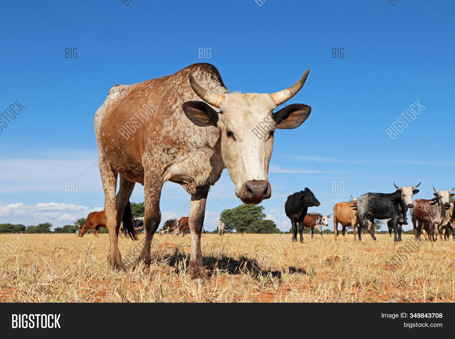 Nguni Cow - Indigenous Image & Photo (Free Trial) | Bigstock