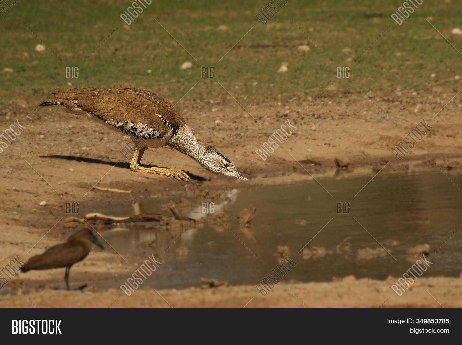 Kori Bustard (ardeotis Image & Photo (Free Trial) | Bigstock