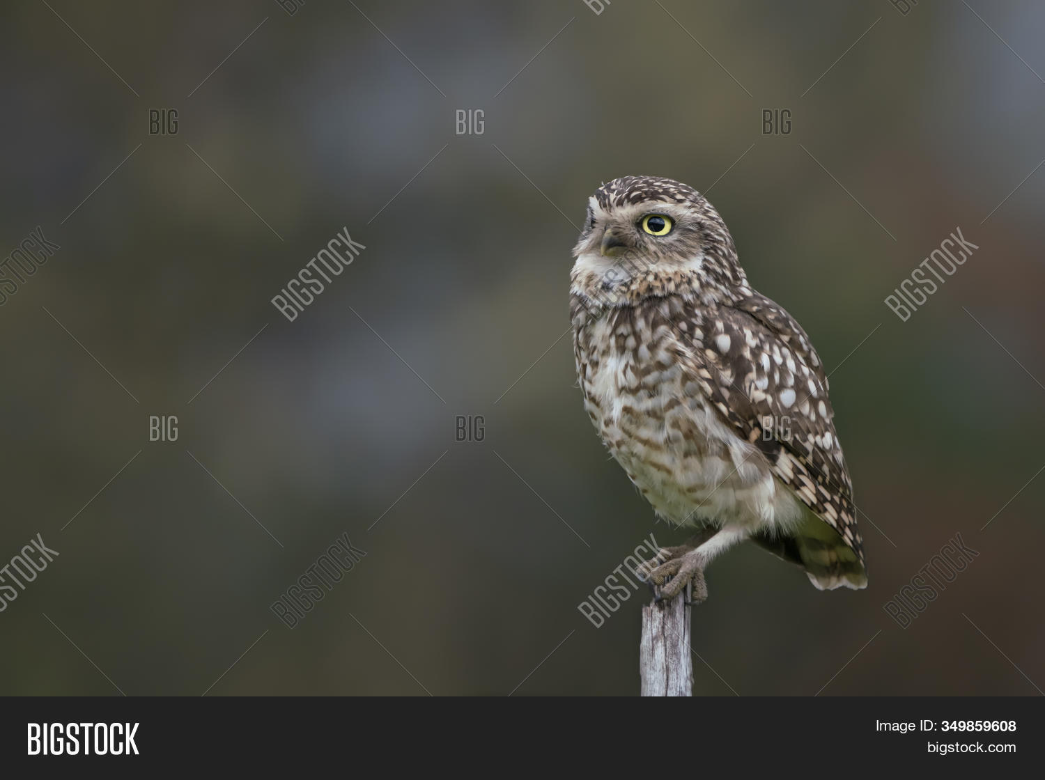 Cute Burrowing Owl ( Image & Photo (Free Trial) | Bigstock