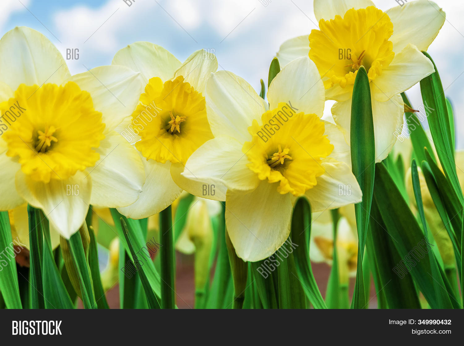 Daffodil Flowers Image & Photo (Free Trial) | Bigstock