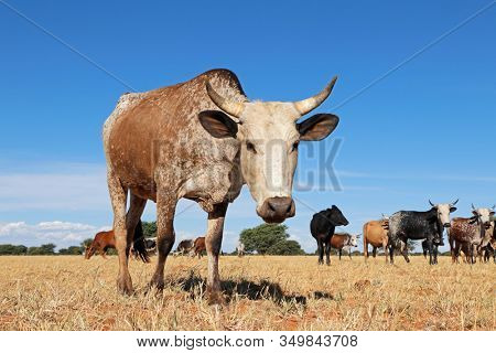 Nguni Cow - Indigenous Image & Photo (Free Trial) | Bigstock