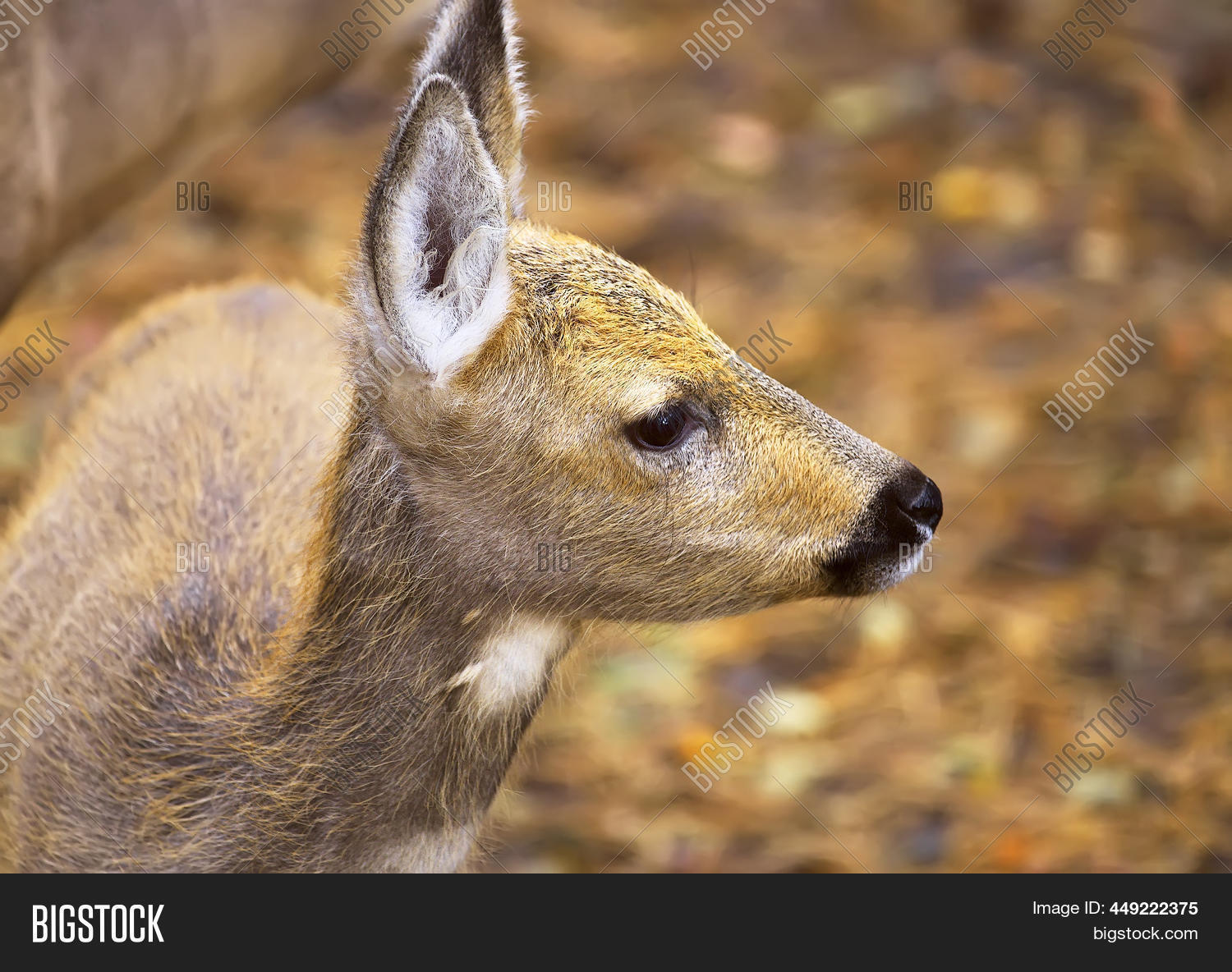 Head Siberian Roe Deer Image & Photo (Free Trial) | Bigstock