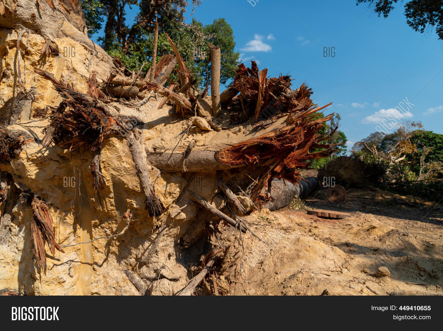 Dig Tree Root Fallen Image & Photo (Free Trial) | Bigstock