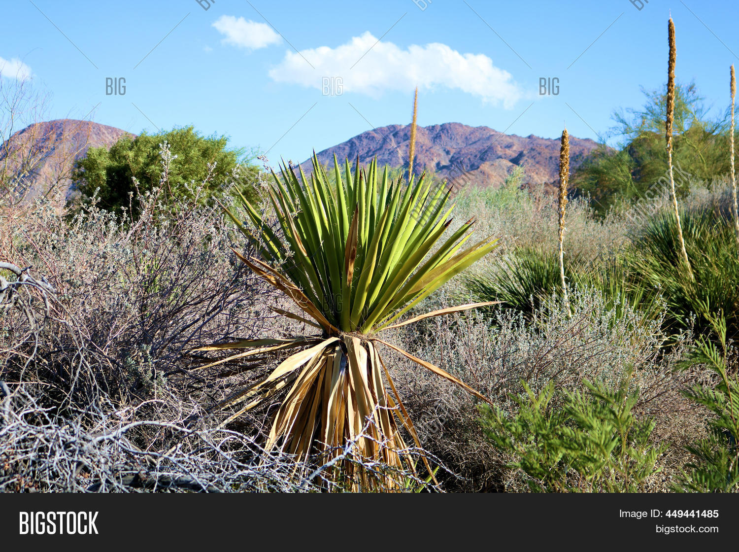 Chaparral Shrubs Image & Photo (Free Trial) | Bigstock