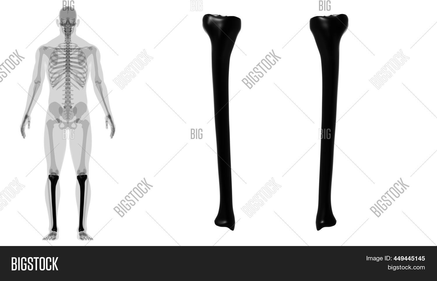 Human Skeleton Anatomy Image & Photo (Free Trial) | Bigstock