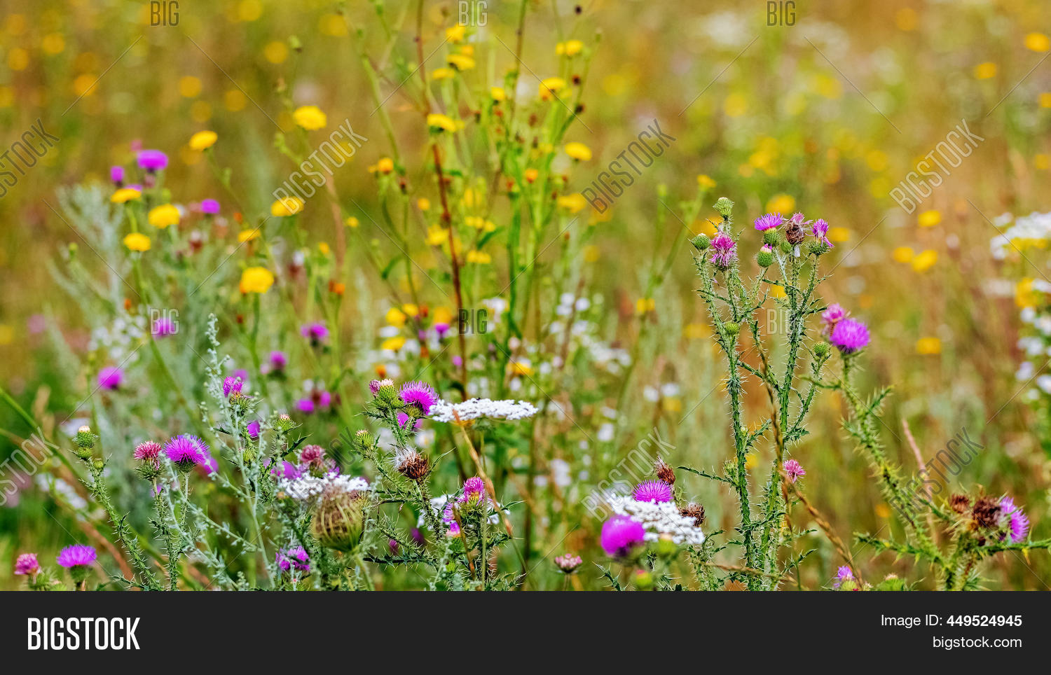 Wild Wildflowers Weeds Image & Photo (Free Trial) | Bigstock