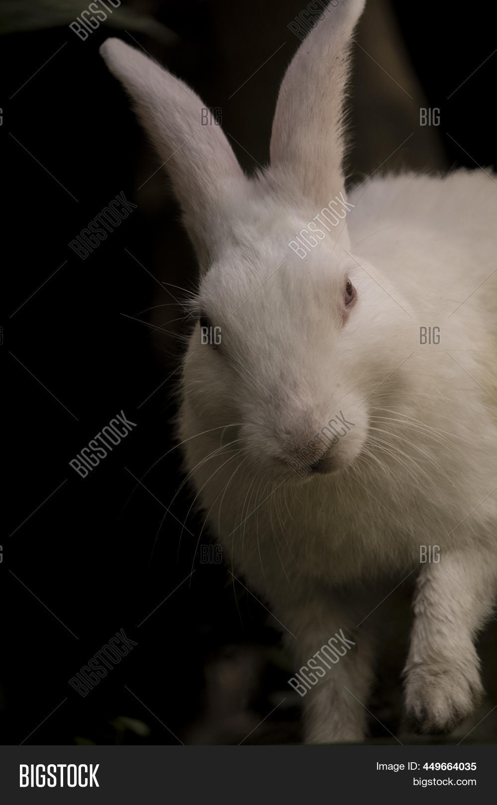 Close Up Rabbit Face