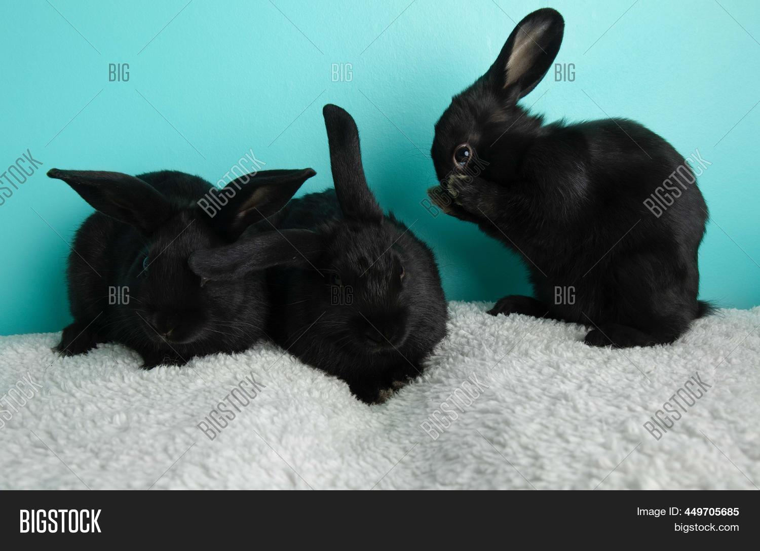 Three Cute Black Baby Image & Photo (Free Trial) | Bigstock
