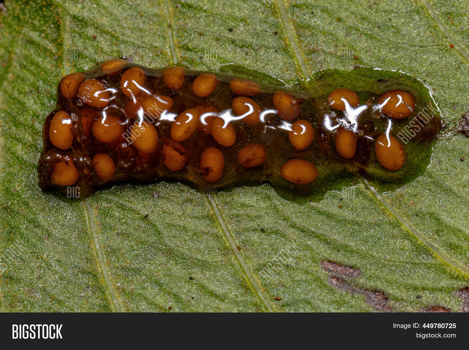 Small Yellow Seeds Image & Photo (Free Trial) | Bigstock