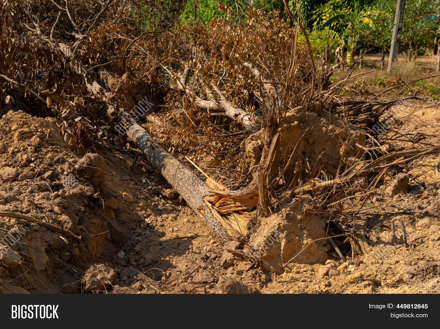 Dig Tree Root Fallen Image & Photo (Free Trial) | Bigstock