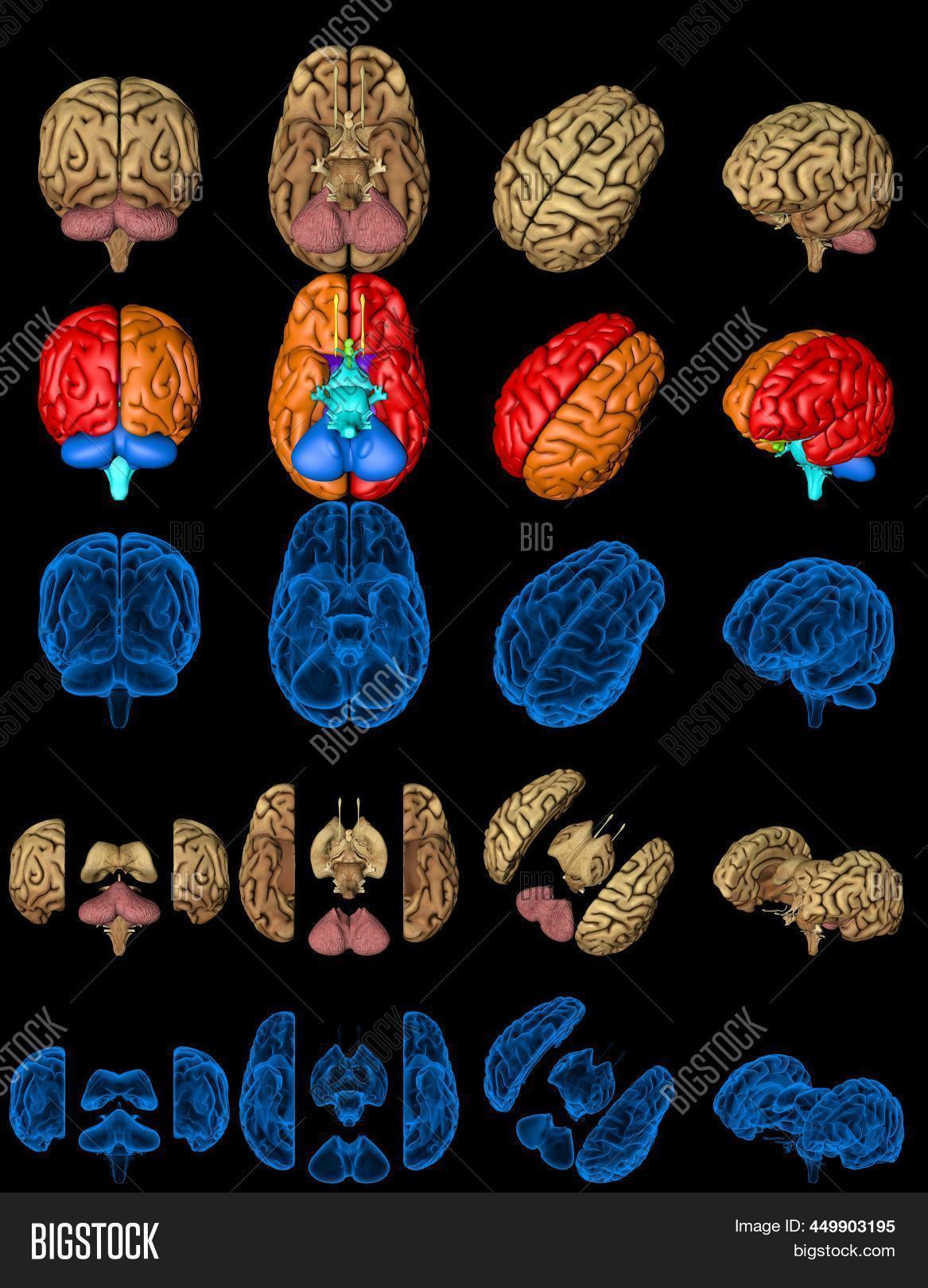 Set Isolated Brain Image & Photo (Free Trial) | Bigstock