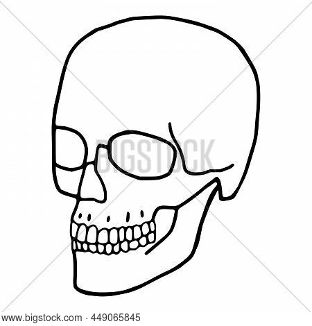 Human Skull Outline Vector & Photo (Free Trial) | Bigstock