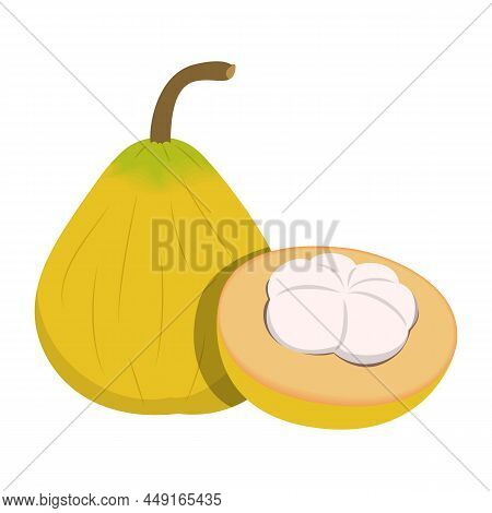 Santol Fruit Vector Vector & Photo (Free Trial) | Bigstock
