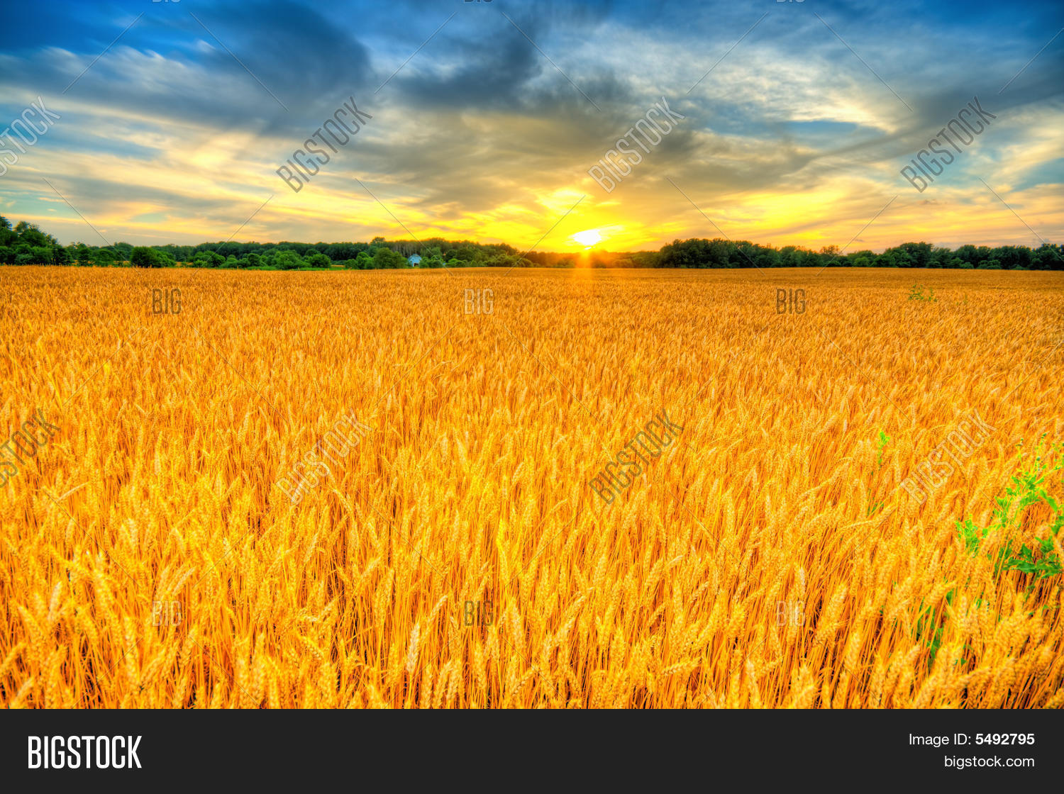 Wheat Sunset Image & Photo (Free Trial) | Bigstock