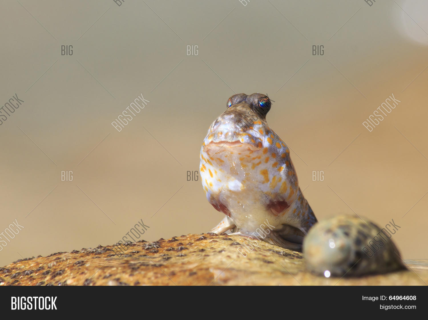 Rockskipper Fish - Image & Photo (Free Trial) | Bigstock