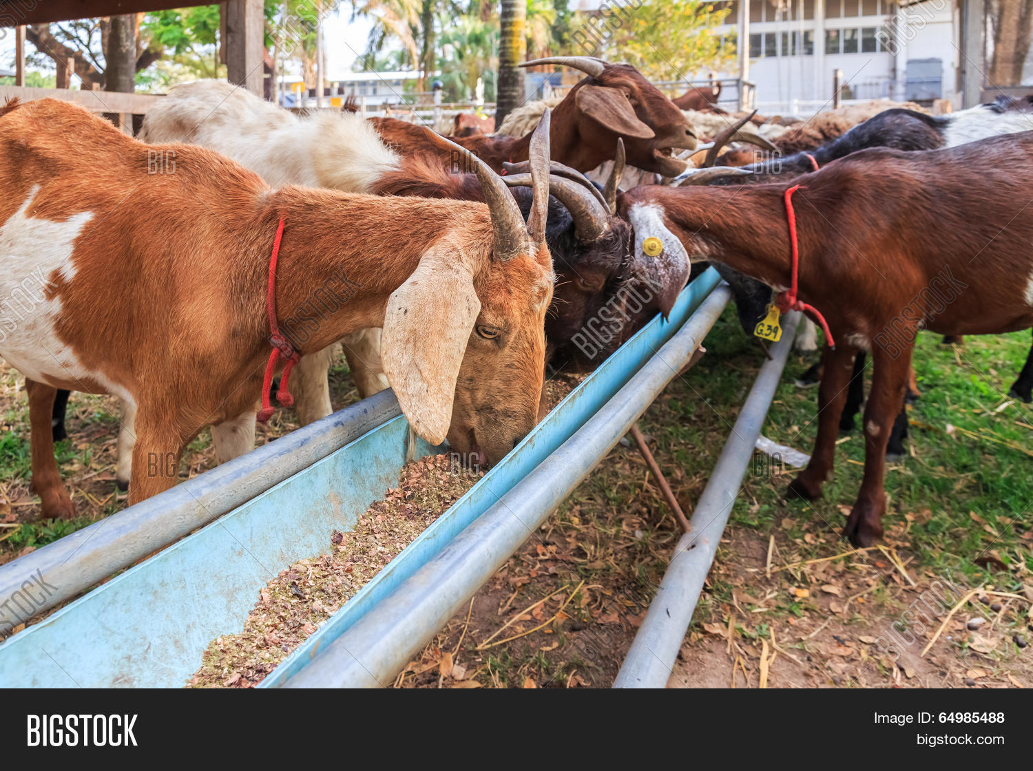Goats Feeding Farm Si Image & Photo (Free Trial) | Bigstock