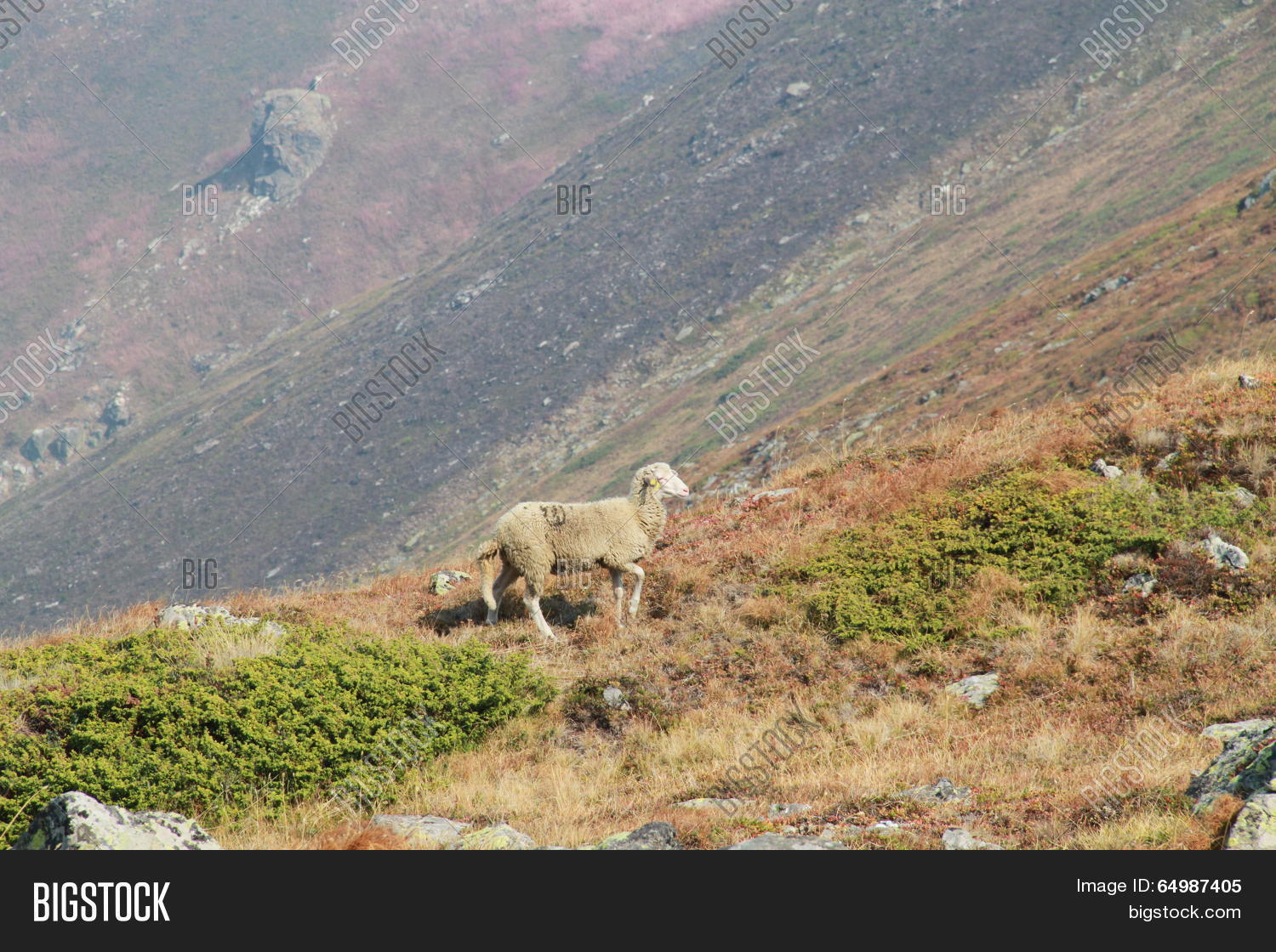 Lost Sheep Mountain Image & Photo (Free Trial) | Bigstock