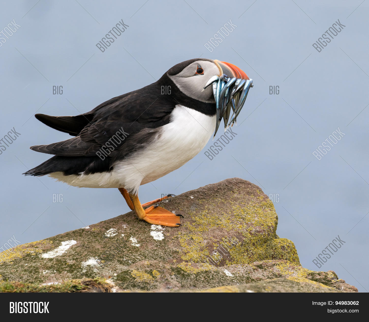 Atlantic Puffin Catch Image & Photo (Free Trial) | Bigstock