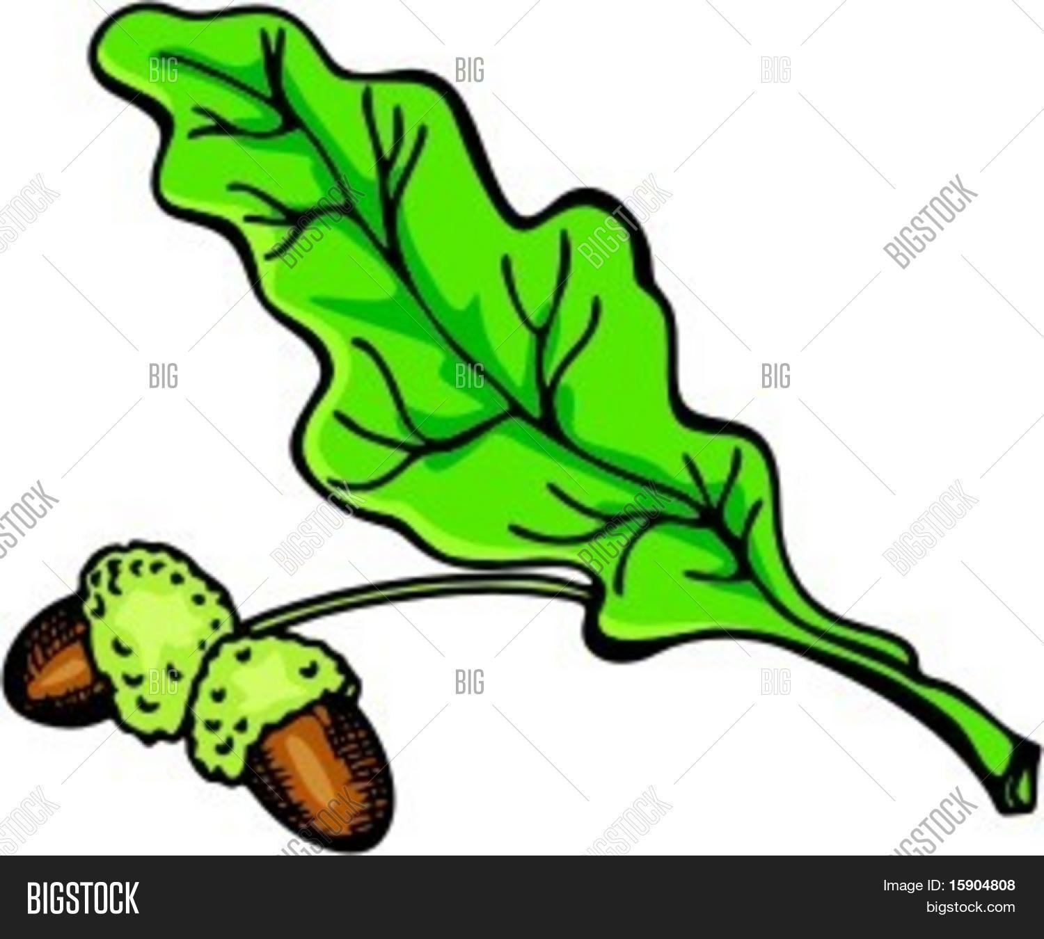 Acorns. Check My Vector & Photo (Free Trial) | Bigstock