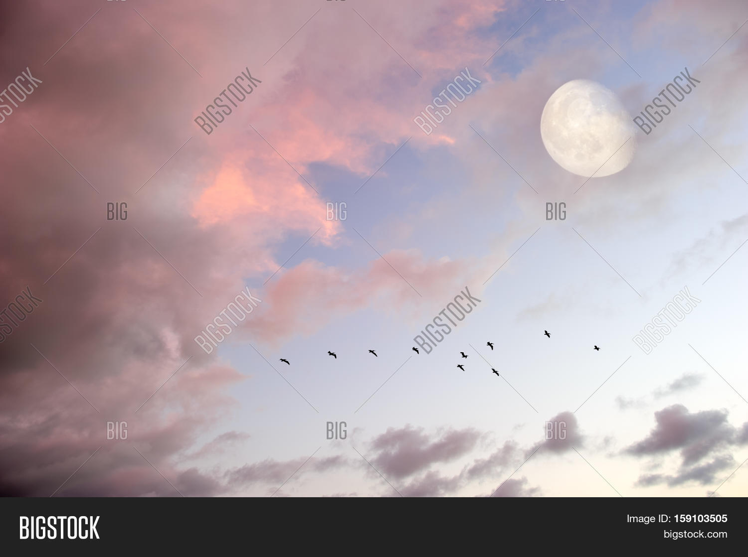 Birds Moon Flying Image & Photo (Free Trial) | Bigstock
