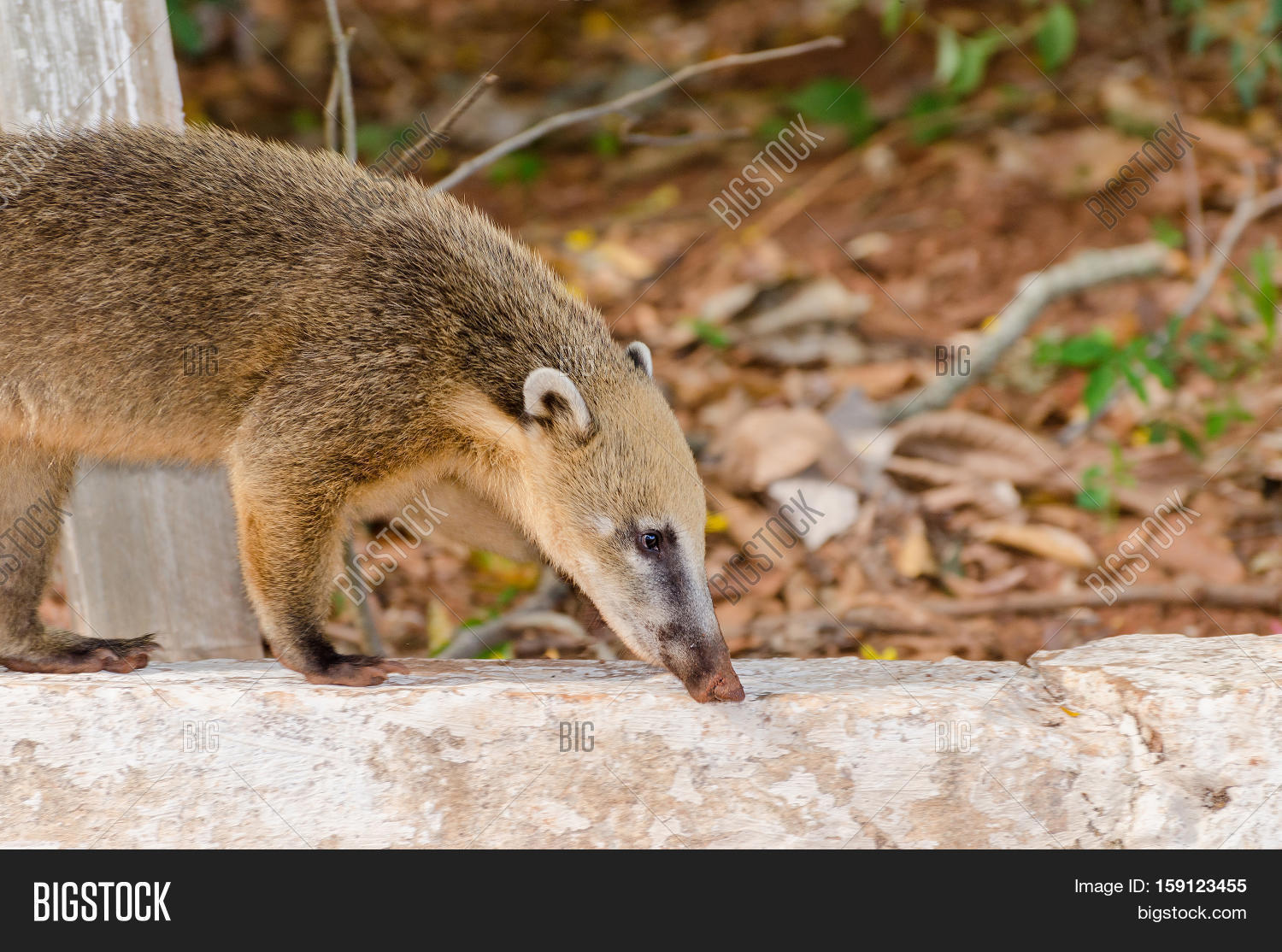 Coati Walking On Image & Photo (Free Trial) | Bigstock