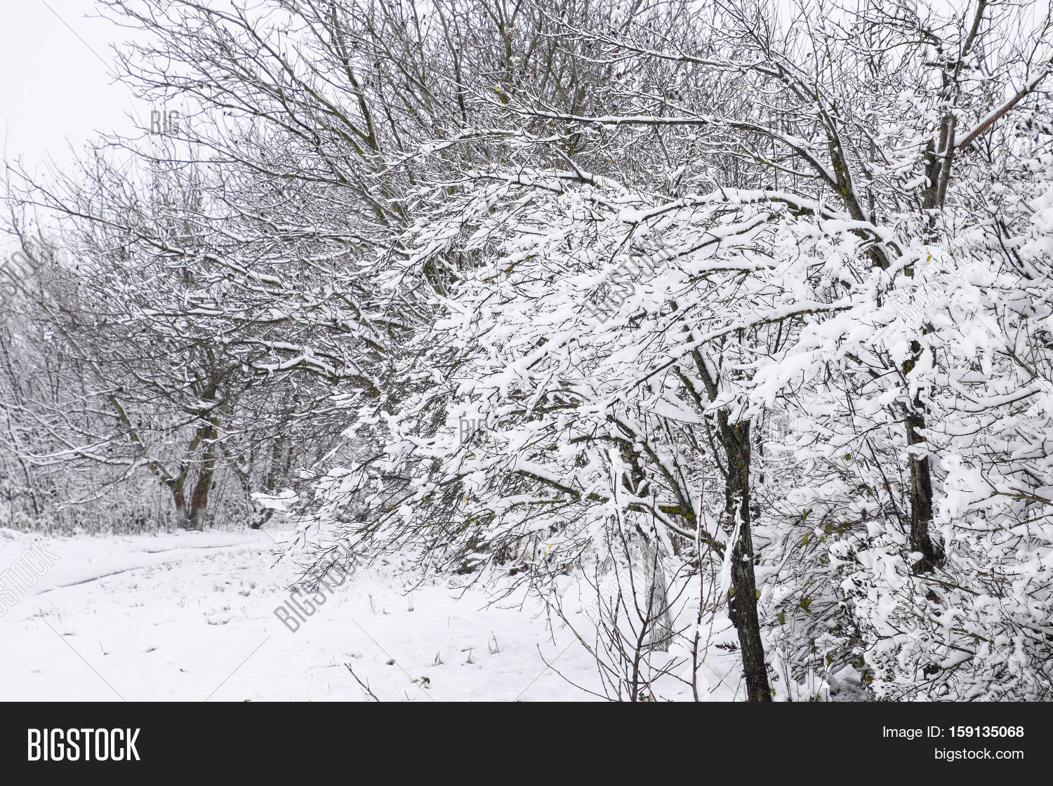 Snow On Tree Branches Image & Photo (Free Trial) | Bigstock