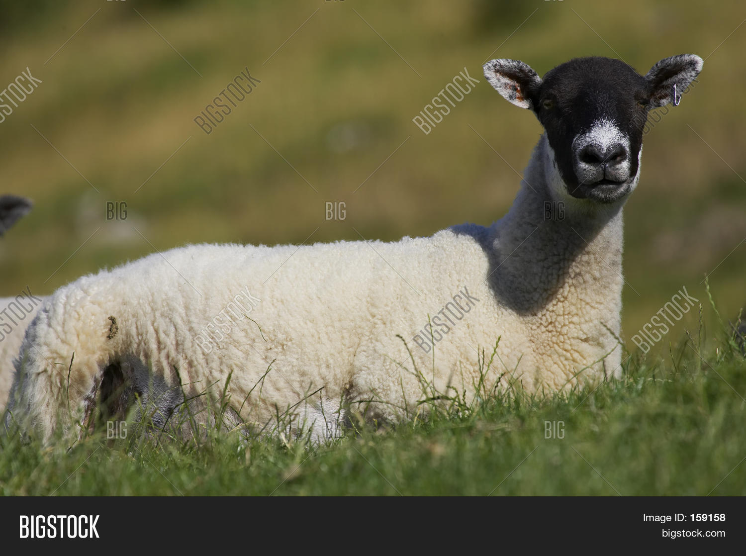 Single Sheep Lying Image & Photo (Free Trial) | Bigstock