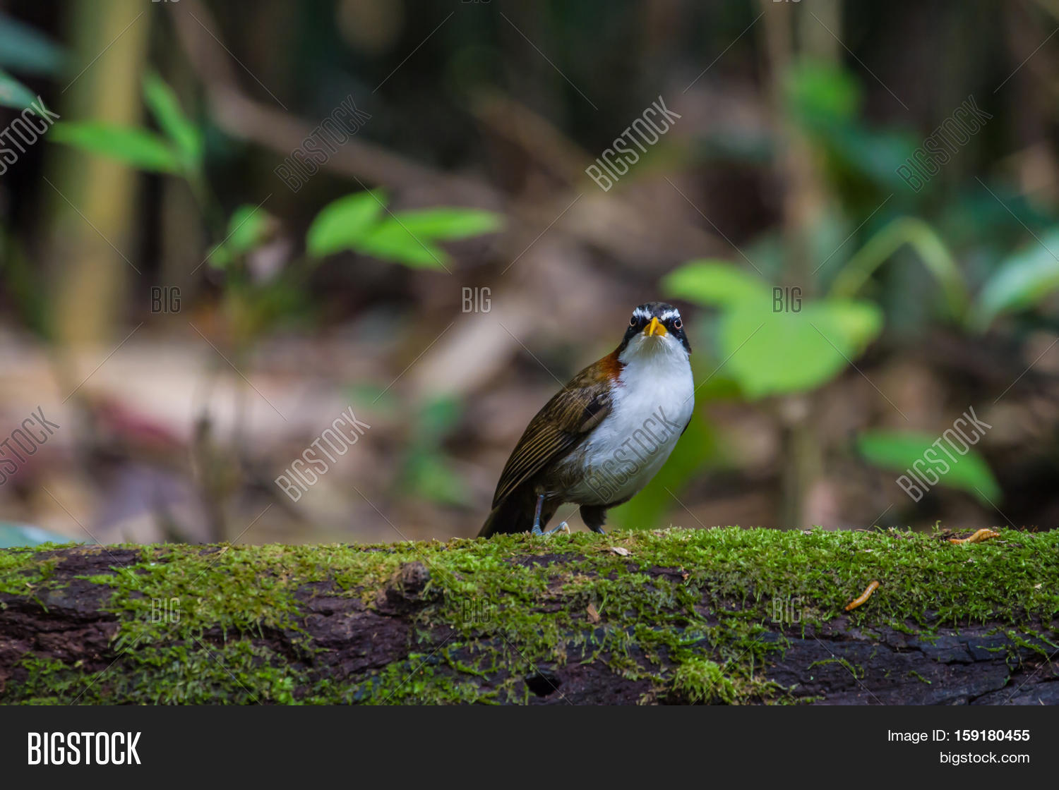 White-browed Scimitar- Image & Photo (Free Trial) | Bigstock