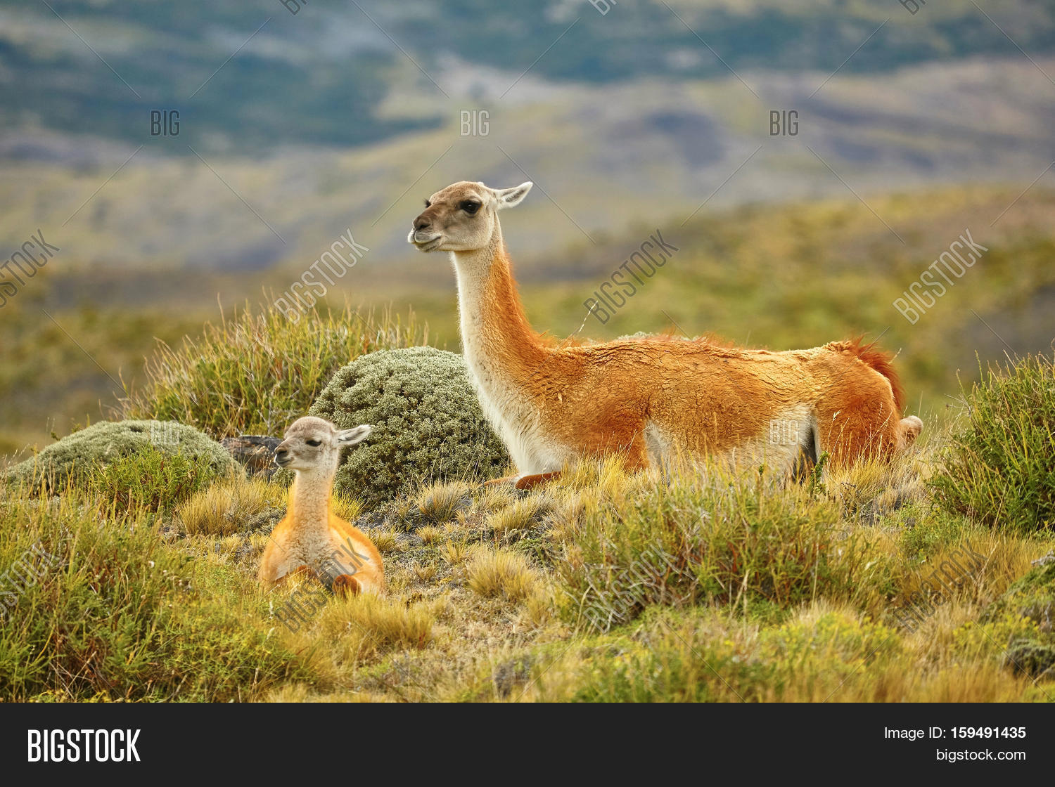 Mother Guanaco Baby Image & Photo (Free Trial) | Bigstock