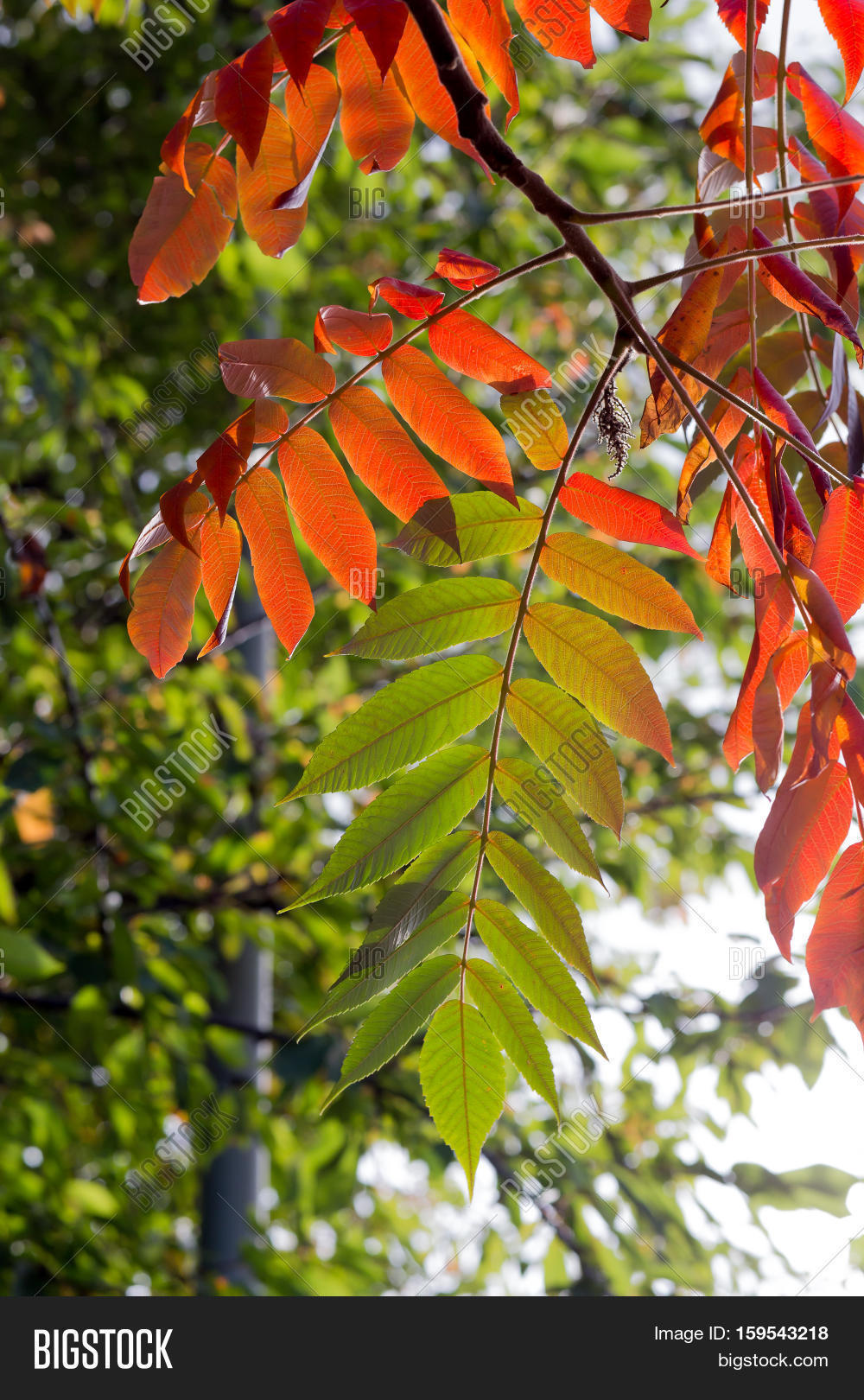 Vibrant Red Green Tree Image & Photo (Free Trial) | Bigstock