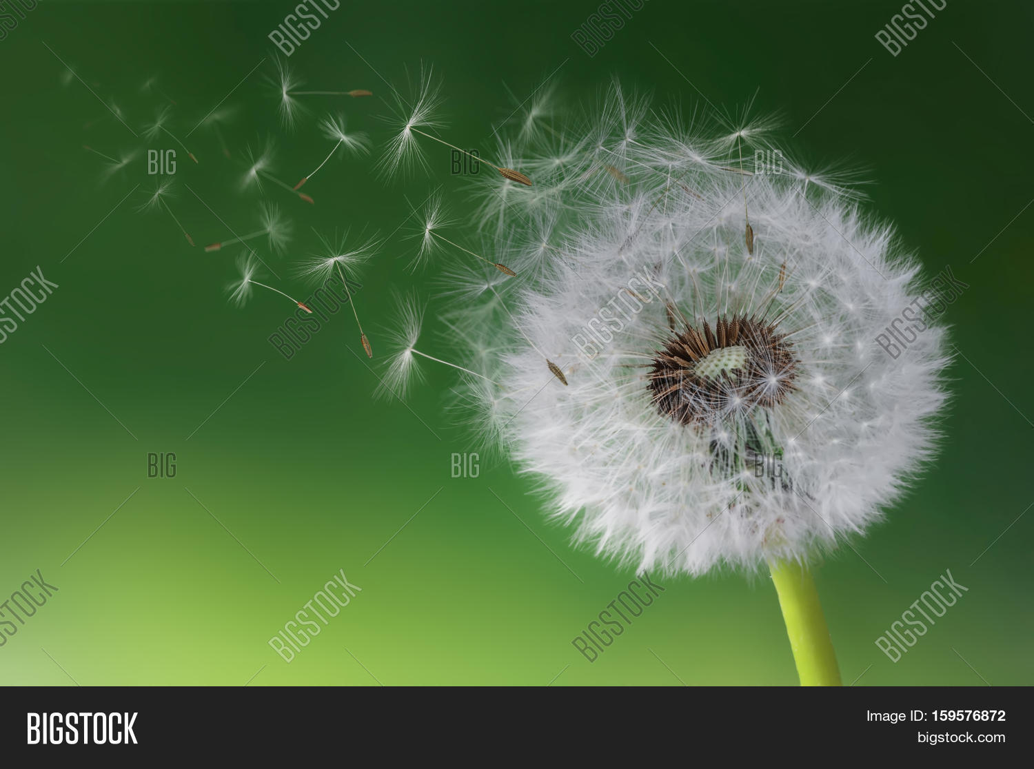 Dandelion Flying. Image & Photo (Free Trial) | Bigstock