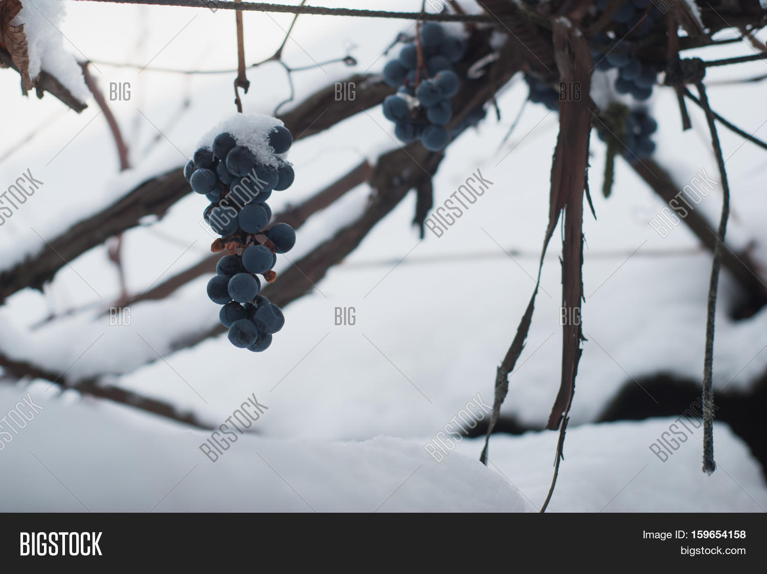 Vineyards Winter, Image & Photo (Free Trial) | Bigstock