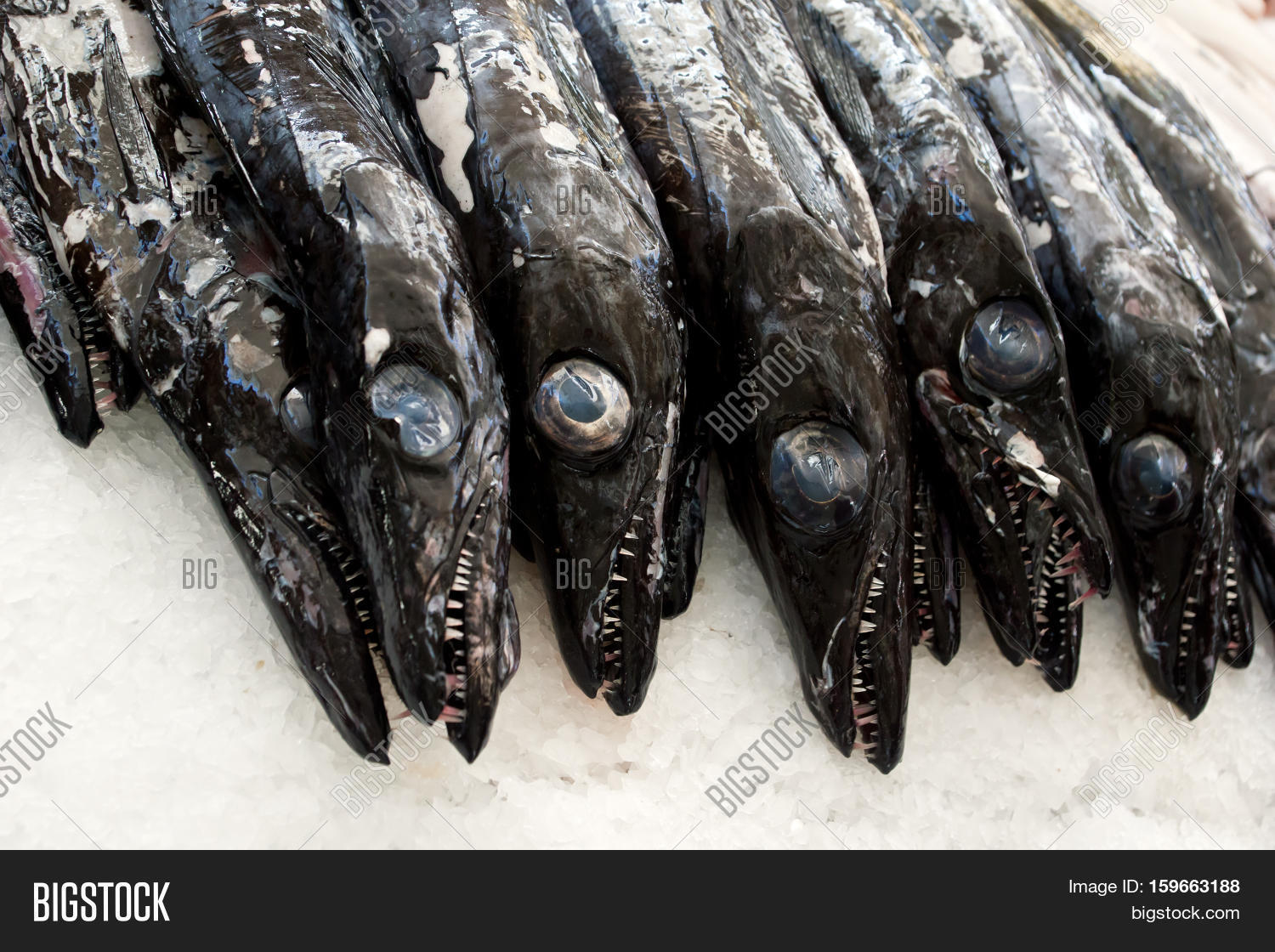Black Scabbardfish - Image & Photo (Free Trial) | Bigstock