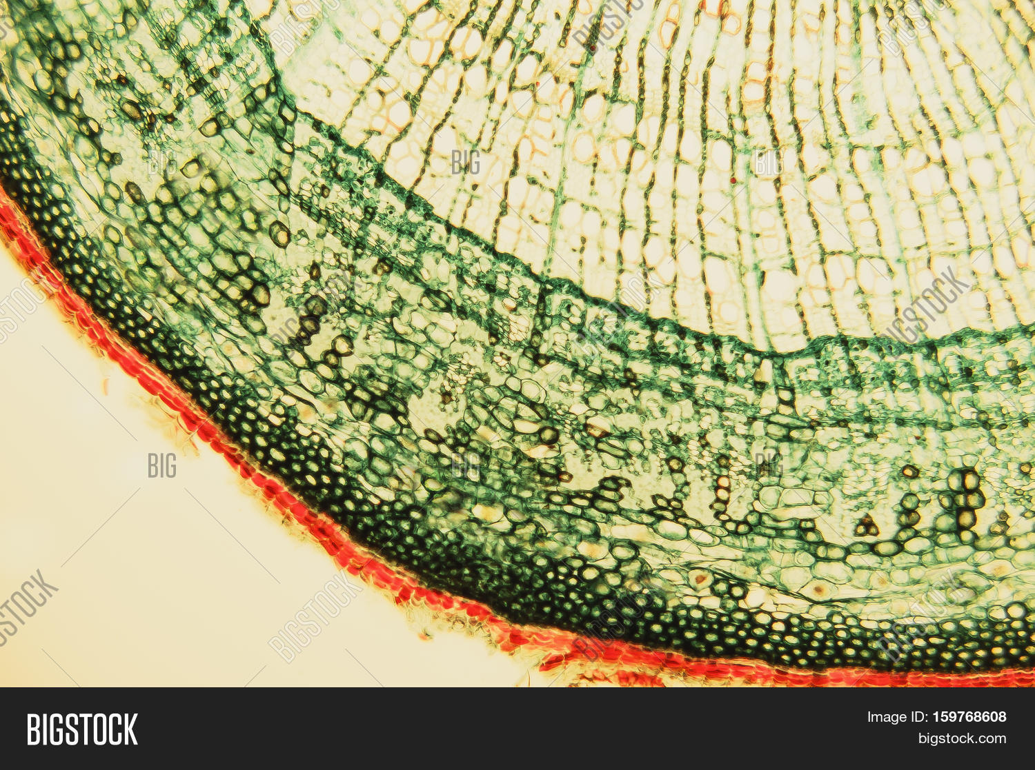 Cross Section Wood Image & Photo (Free Trial) | Bigstock