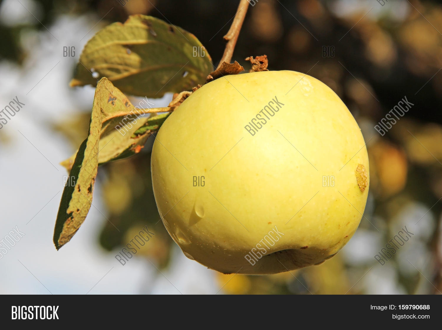 Yellow Antonovka Apple Image & Photo (Free Trial) | Bigstock