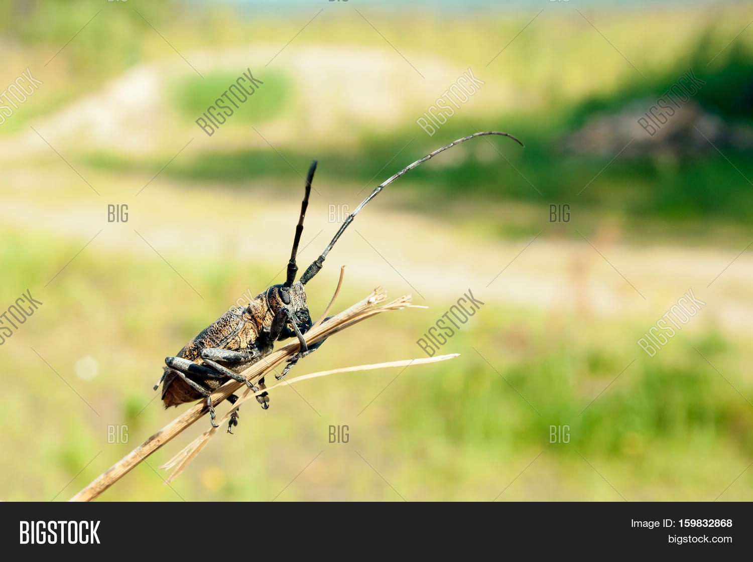Beetle Barbel. Bug Image & Photo (Free Trial) | Bigstock