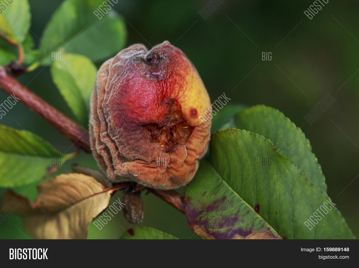 Rotten Peach On Branch Image & Photo (Free Trial) | Bigstock