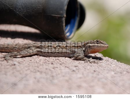 Gecko Confused Image & Photo (Free Trial) | Bigstock